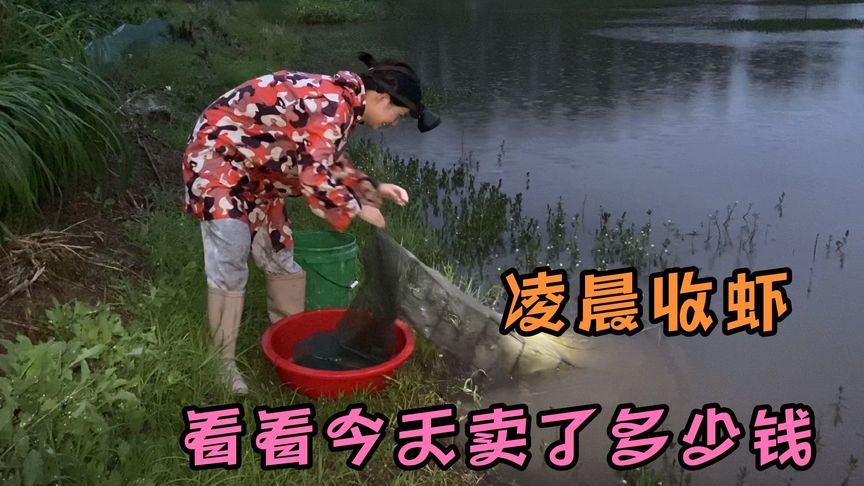 晨晨凌晨4点去池塘,和妈妈忙碌一早上,结果龙虾价格让人失望