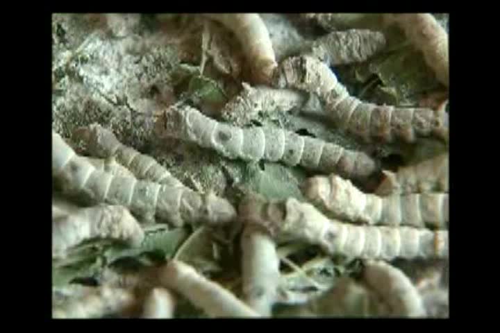 养蚕的栽培种植技术 如何栽培养蚕教程 疾病防治