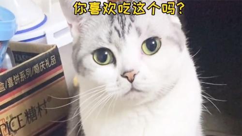 好多人让我做猫咪信任度测试,计划,快去试试你的猫吧