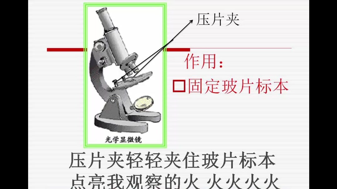 小苹果(显微镜的使用)
