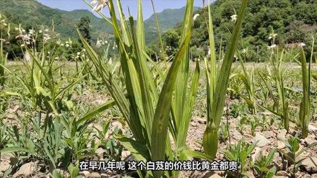 早年比黄金还贵的白芨,大伯投资120万种植,如今降价六七块