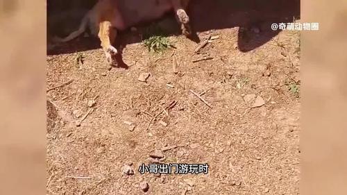 流浪狗中毒浑身抽搐,身旁却有窝小狗嗷嗷待哺,幸好小哥及时救助