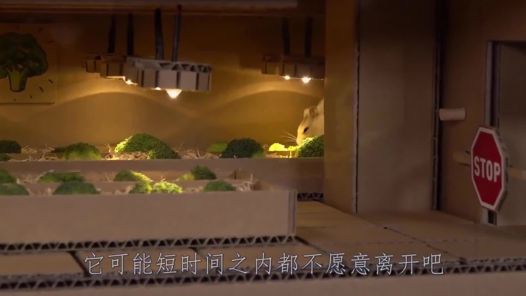 牛人奇思妙想,为仓鼠打造豪华别墅,结果太意外了!