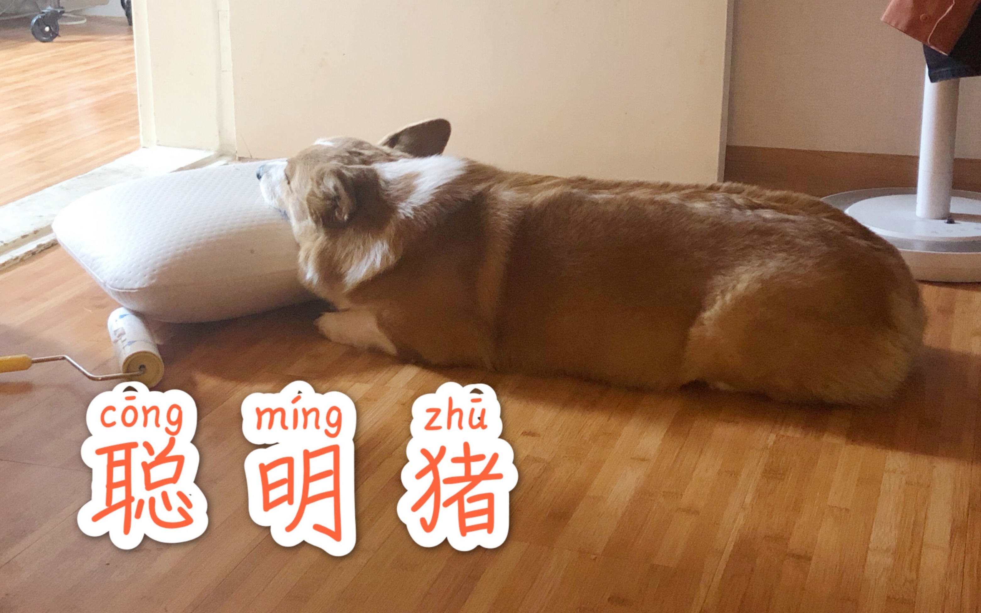 柯基cookie|绝顶聪明小短腿懂得枕枕头啊