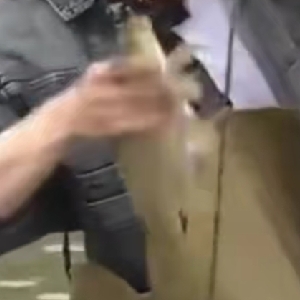 是那条漏网之鱼呀 