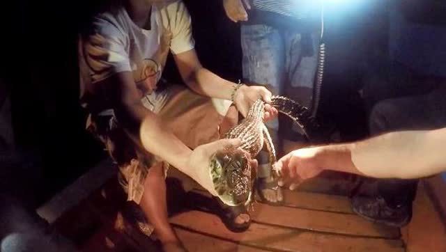 半夜闯入亚马逊森林,导游抓到这只动物,全船人都不敢靠近