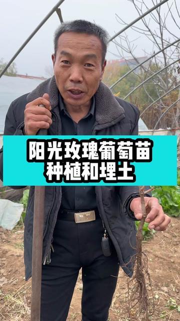 ...葡萄苗种植和埋土葡萄苗葡萄树栽培技术阳光玫瑰葡萄种植果树果园