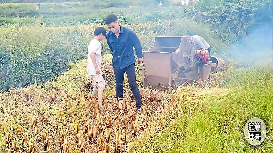 秋天是收获的季节,江西赣州一户人家手工收割稻谷,大小一起上
