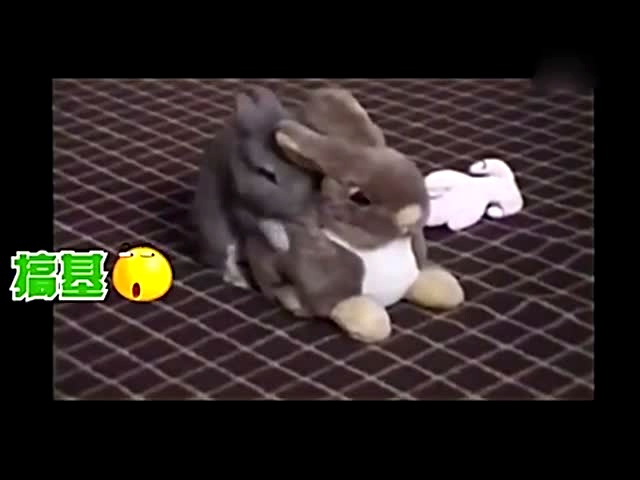 喵星人也来滚床单