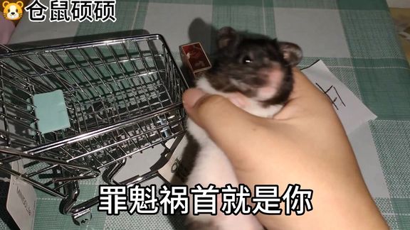 仓鼠到底多能吃?居然把主人吃穷了!主人包头大哭要退坑呀