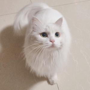 狮子猫森林 