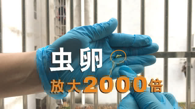 玻璃上发现了黄色虫卵,放大2000倍,能看到小生命吗?