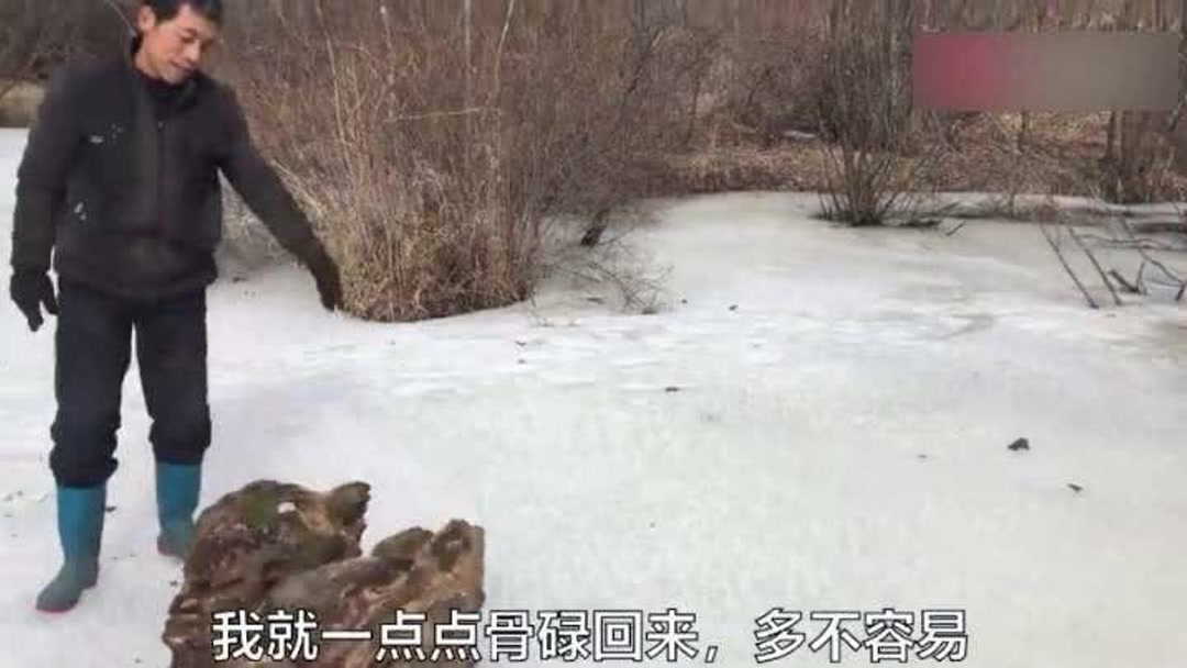 东北人玩手串,一百多斤的松香木,刺老芽骨碌回家,邻居