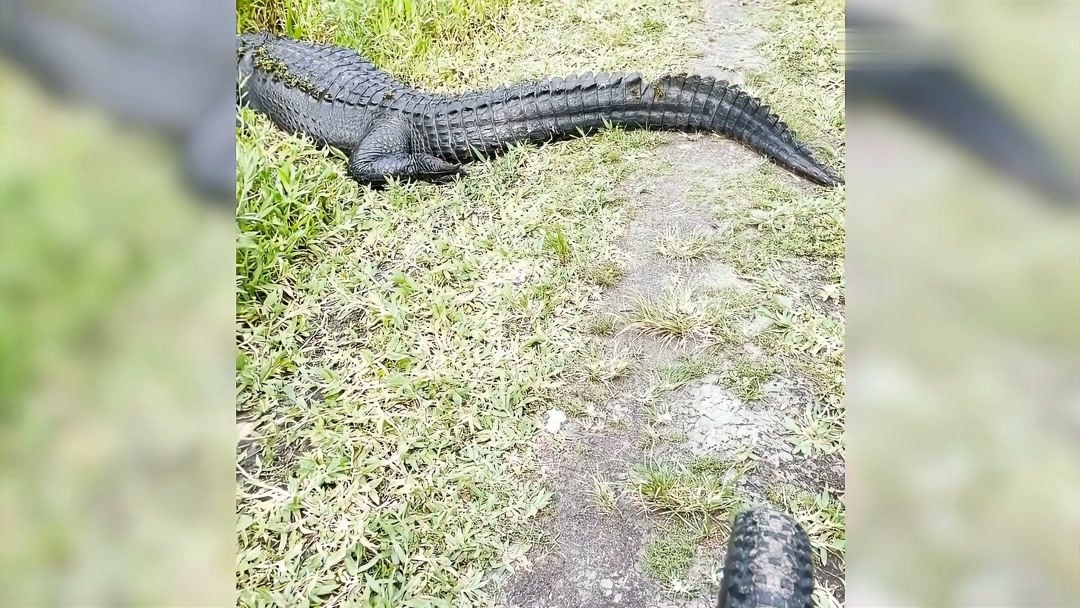 安全出行—自行车安全事故合集