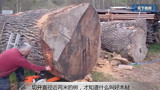 切开直径近两米的树,才知道什么叫好木材