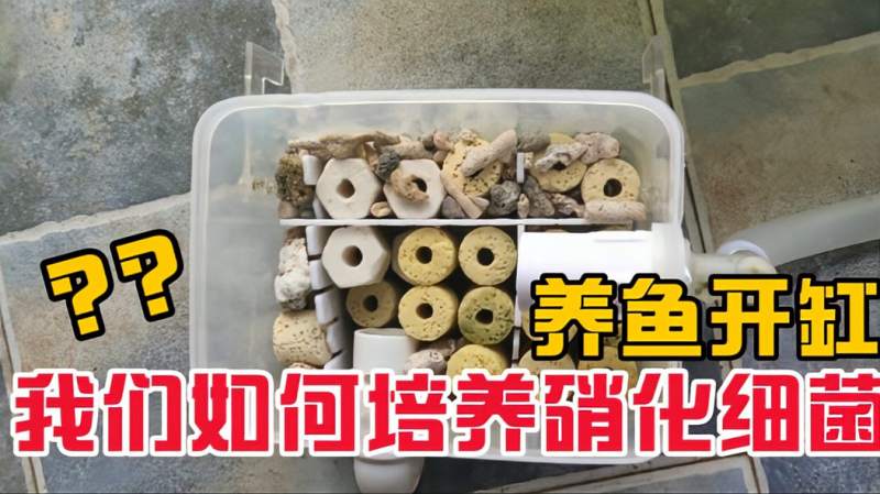 开缸如何培养硝化细菌:时间很重要,还要有合适的环境