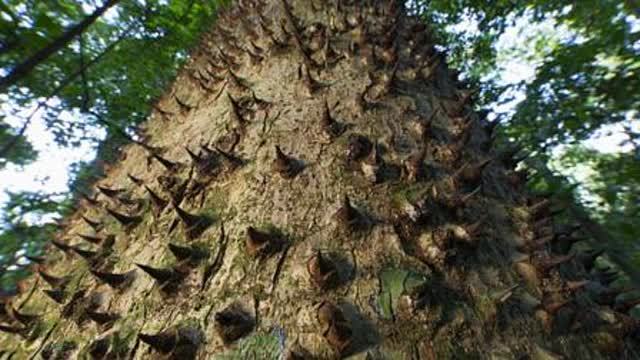 这种树砍不得,摸不得,烧不得!否则后果不堪设想