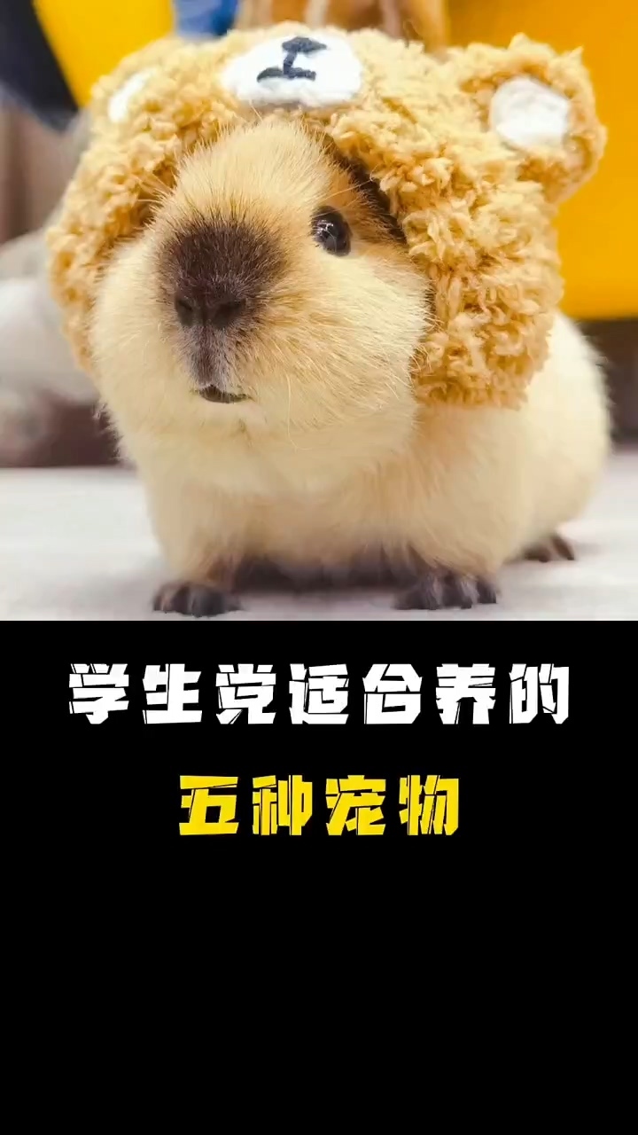 适合学生养的几只宠物,你喜欢哪个?