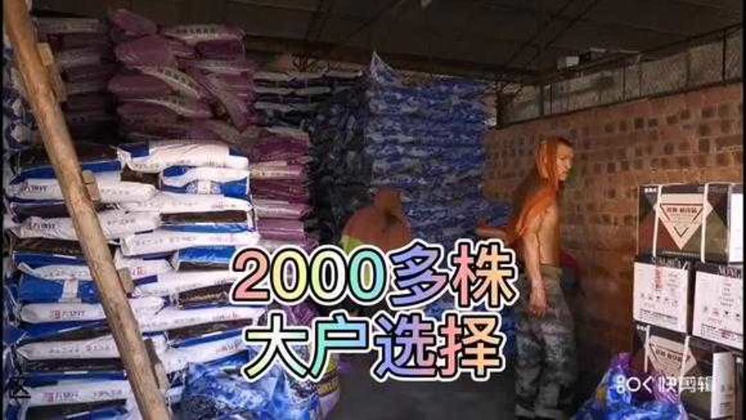 男人的担当!#上热门 #农业种植技术 #农资营销 #芒果病虫害