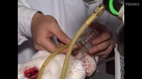 山西农业大学-教学视频-动物生理学实验技术:家兔实验基本操作技术(二)