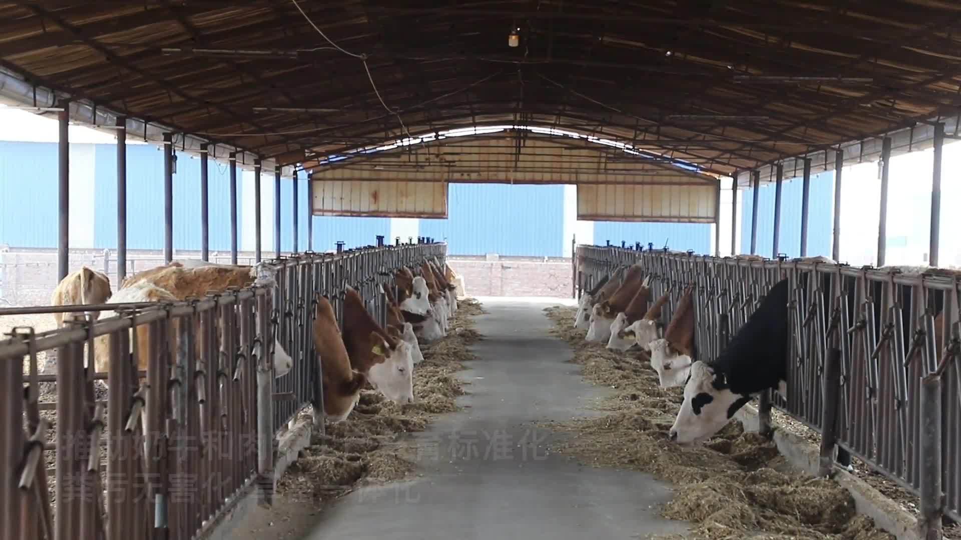 河北文安:标准化养殖推动畜牧业提质增效