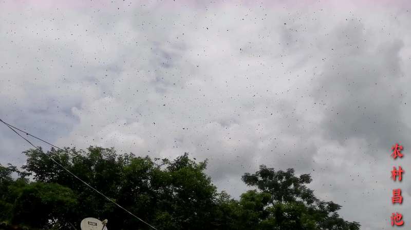 下午小蜜蜂试飞,满天都是蜜蜂不知道是什么情况
