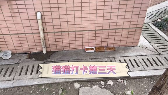 猫猫打卡第三天,为武汉抗击疫情牺牲的英雄默哀ߙ�ߙ�ߙ