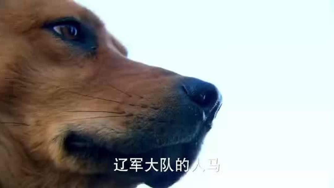 这只狗才是关键,鼻子真的好灵敏,鼻子上都是亮点