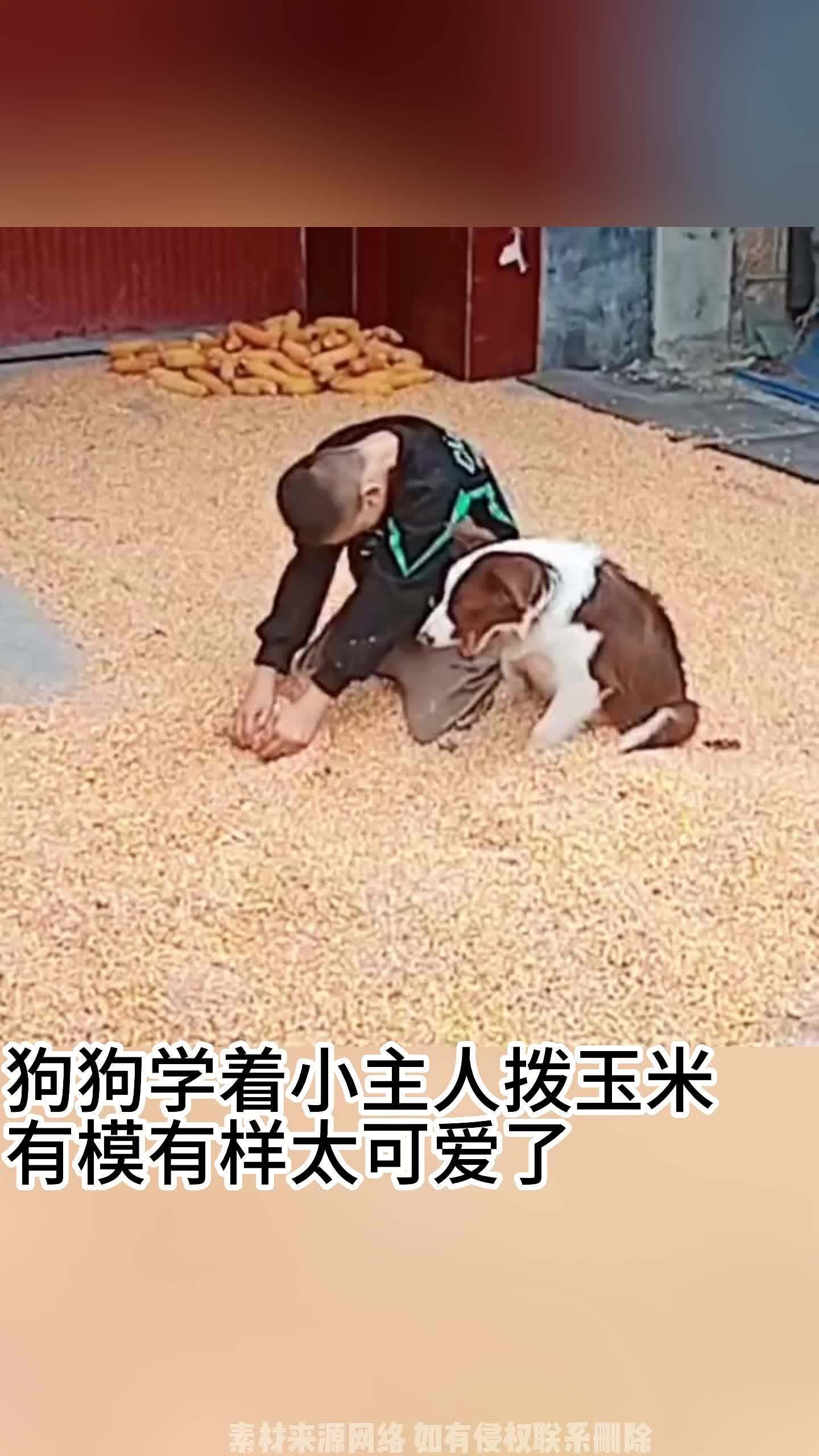 狗狗学着小主人拨玉米