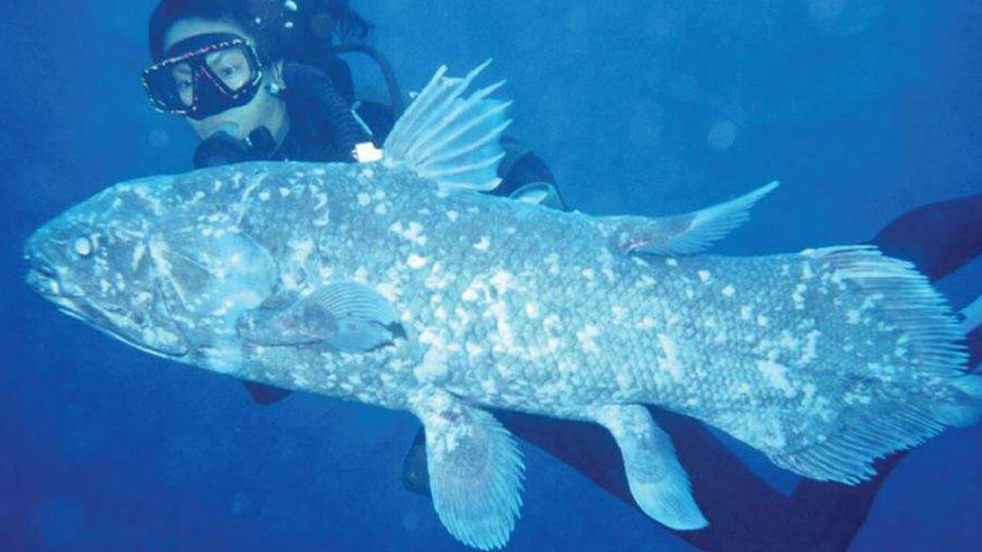 能呼吸空气有四肢 它是鱼类向两栖类进化的重要证明