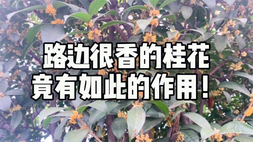 金九九月又到了观赏桂花的季节,桂花有这么多作用你知道吗?