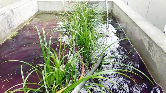 龟池的水变红了,据说这样可以防止乌龟发病哦!