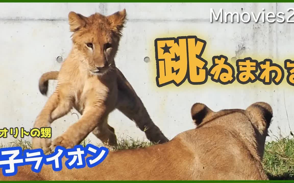 丰桥综合动植物公园 狮子一家的影像记录