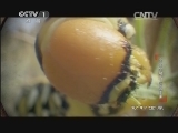 《动物世界》 20140816 虫虫总动员
