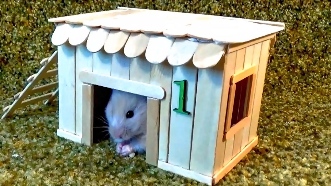 萌宠趣味秀:如何为小仓鼠快速制作迷你屋,DIY仓鼠房子!