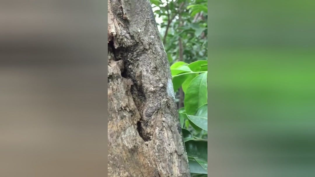 ...3.樟树科植物 4.大戟科植物 都可以造香 品质不同所以价值也不同。