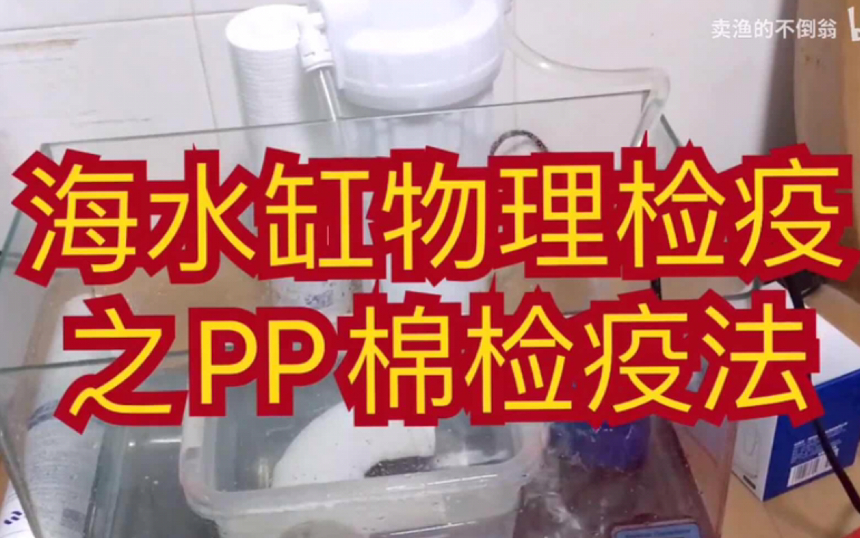 海水缸检疫 物理检疫 PP棉检疫 双带小丑鱼