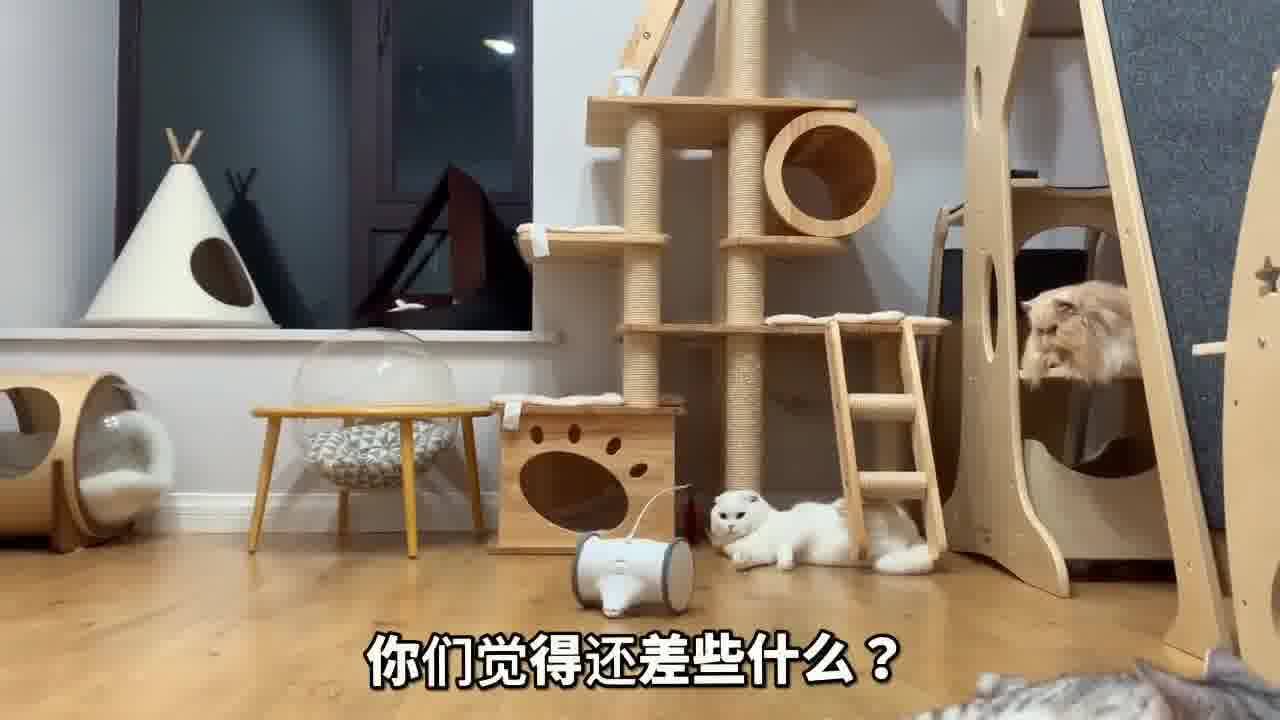 你们觉得这个猫房还差些什么