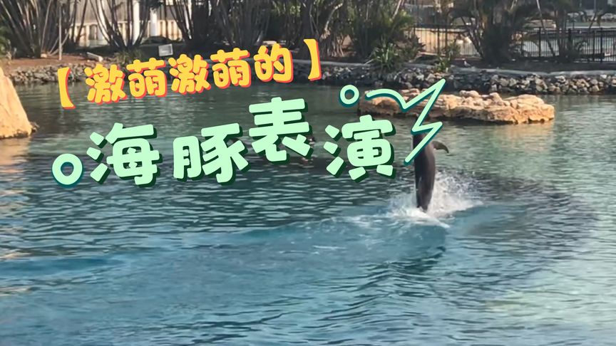 一起来看海洋公园的海豚表演吧!