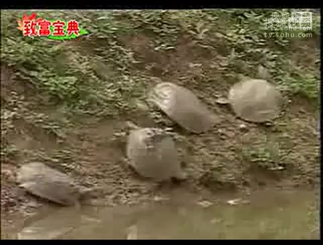 甲鱼养殖技术视频(甲鱼的习性及生长环境)
