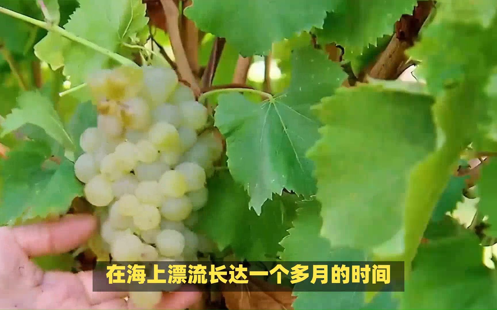 《十几块钱或过于廉价的葡萄酒可以喝吗》