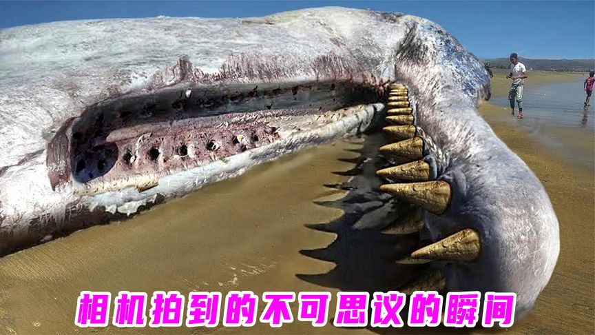 相机拍到的40个不可思议的瞬间,如果不拍下来,你根本不信!