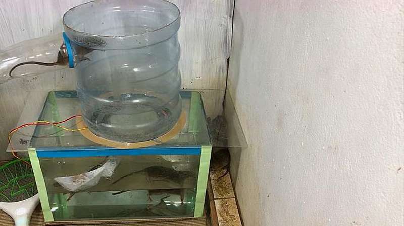 真给力!自制电动水桶捕鼠器,老鼠被电的在桶里转圈