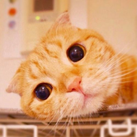 张杰说一说萌宠 