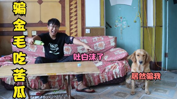 小亮为了骗金毛吃苦瓜,发挥演技说好吃,结果可把这傻狗给骗惨了