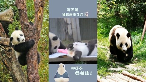 黑眼圈Pandas:身为一只熊猫,没点冒险精神怎么混!