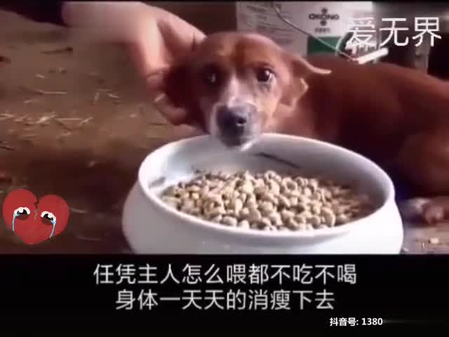 黄牛与狗狗生活在韩国一户农家!不同物种的两个动物却发生了感人的...