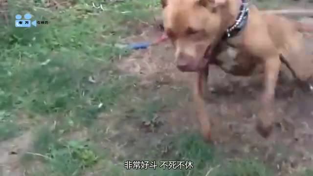 世界上最厉害的狗,能和老虎狮子一较高下,很多地方禁止饲养!