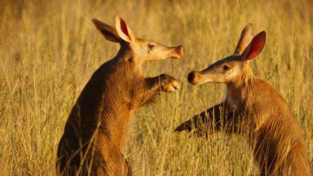 这动物以蚂蚁为食,一天能吃5万只,却因记性差常找不到回家的路