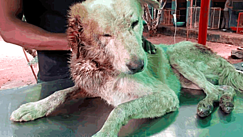 高速路上流浪狗耳朵旁严重受伤, 滋生大量蛆虫几乎将它杀死!